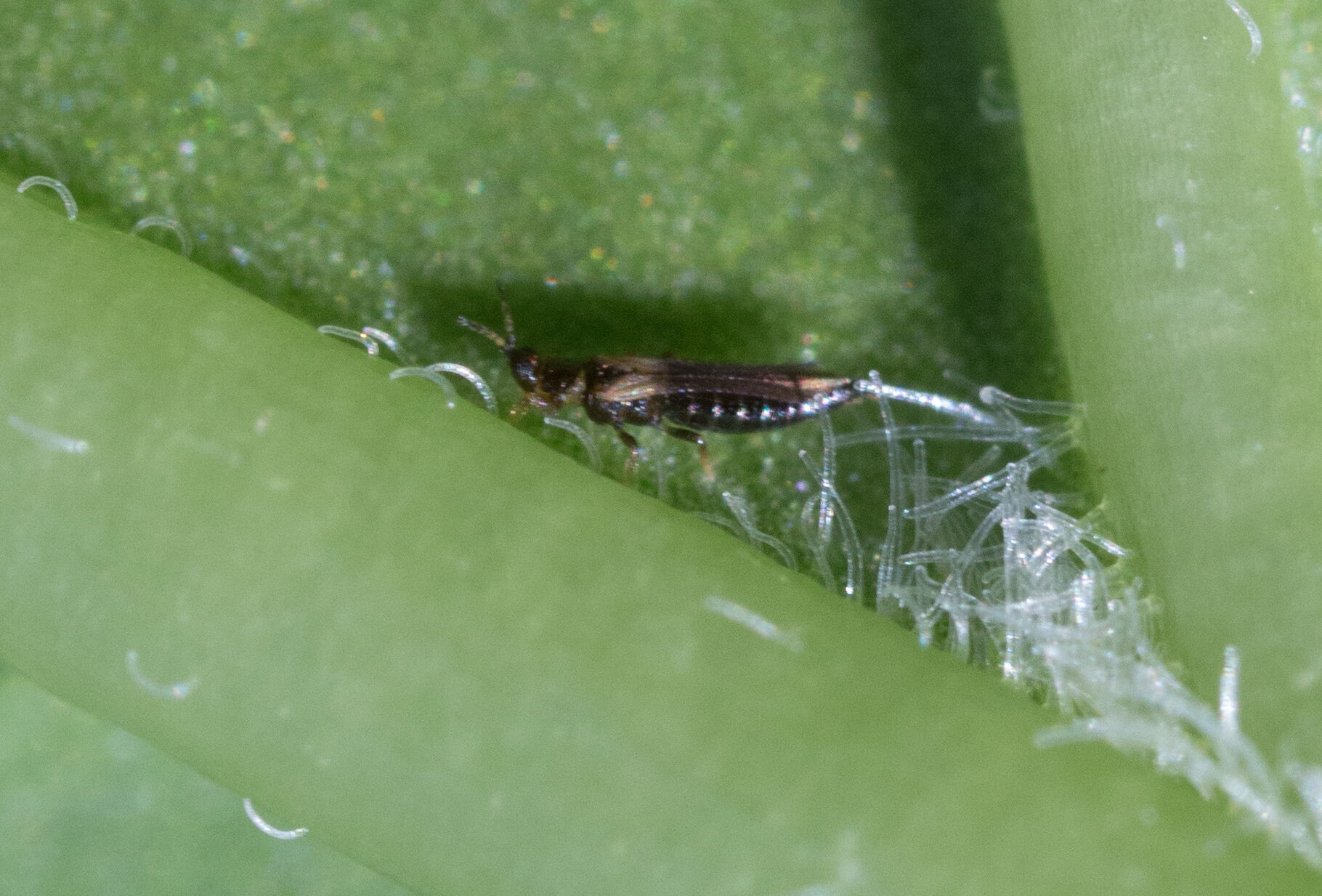 엉겅퀴총채벌레 | Koppert 대한민국