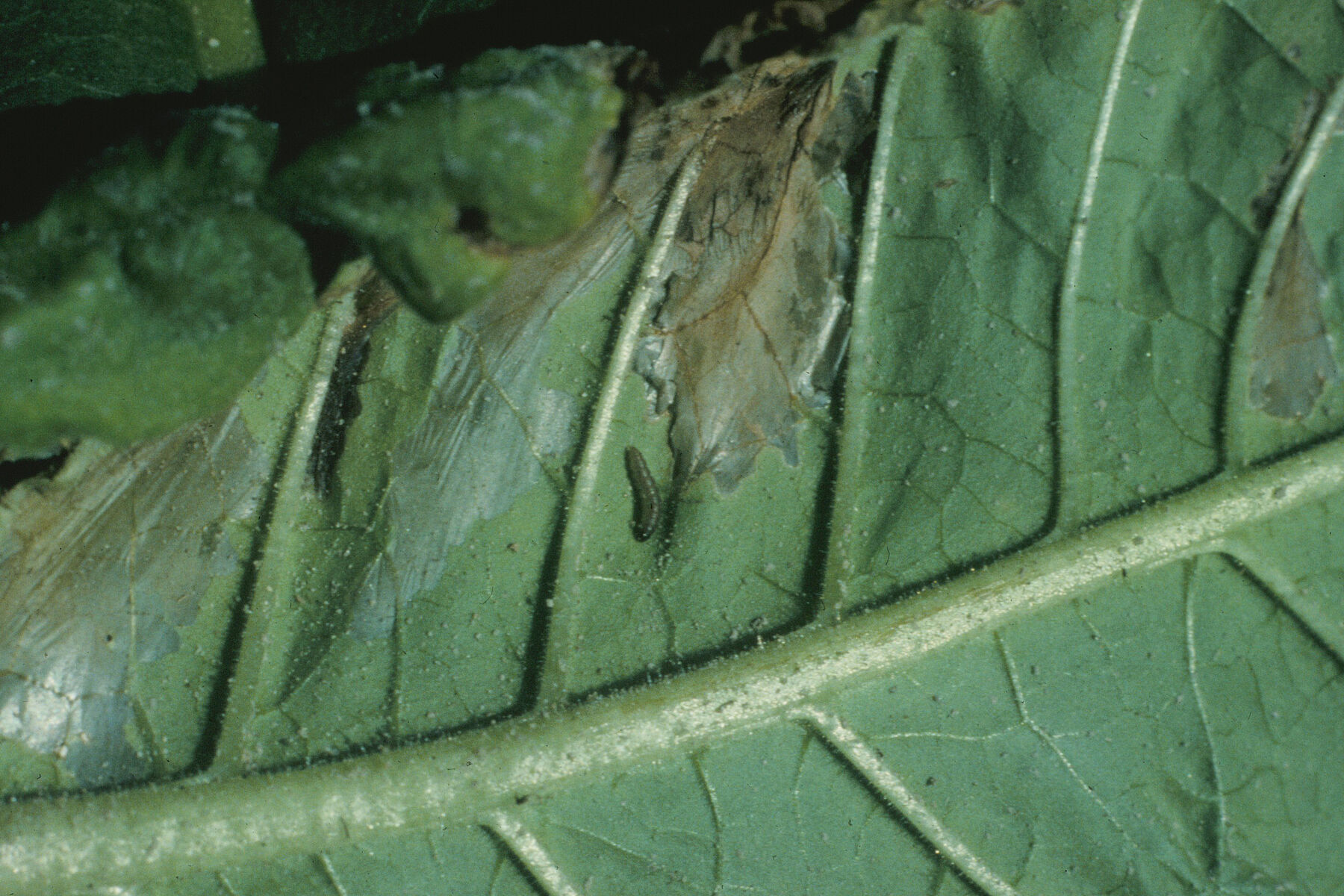 감자뿔나방 | Koppert 대한민국