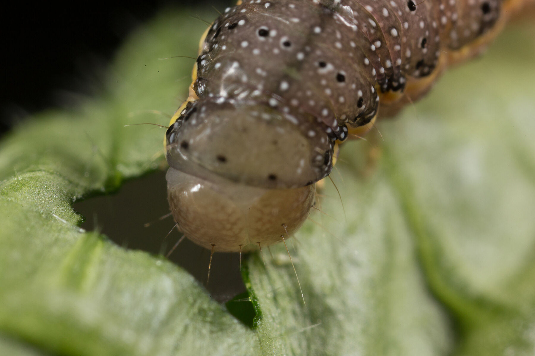 흰줄붉은갈색밤나방 | Koppert 대한민국